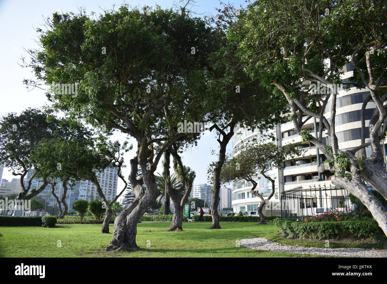 Funky trees at a park in Lima, Peru Stock Photo - Alamy