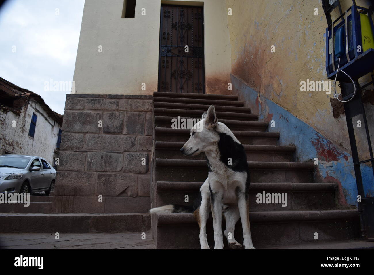 A dog sitting on the steps to a house in Cusco, Peru Stock Photo - Alamy