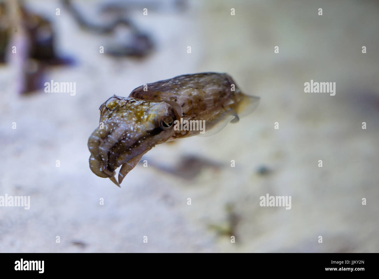 Single cuttlefish swimming Stock Photo - Alamy