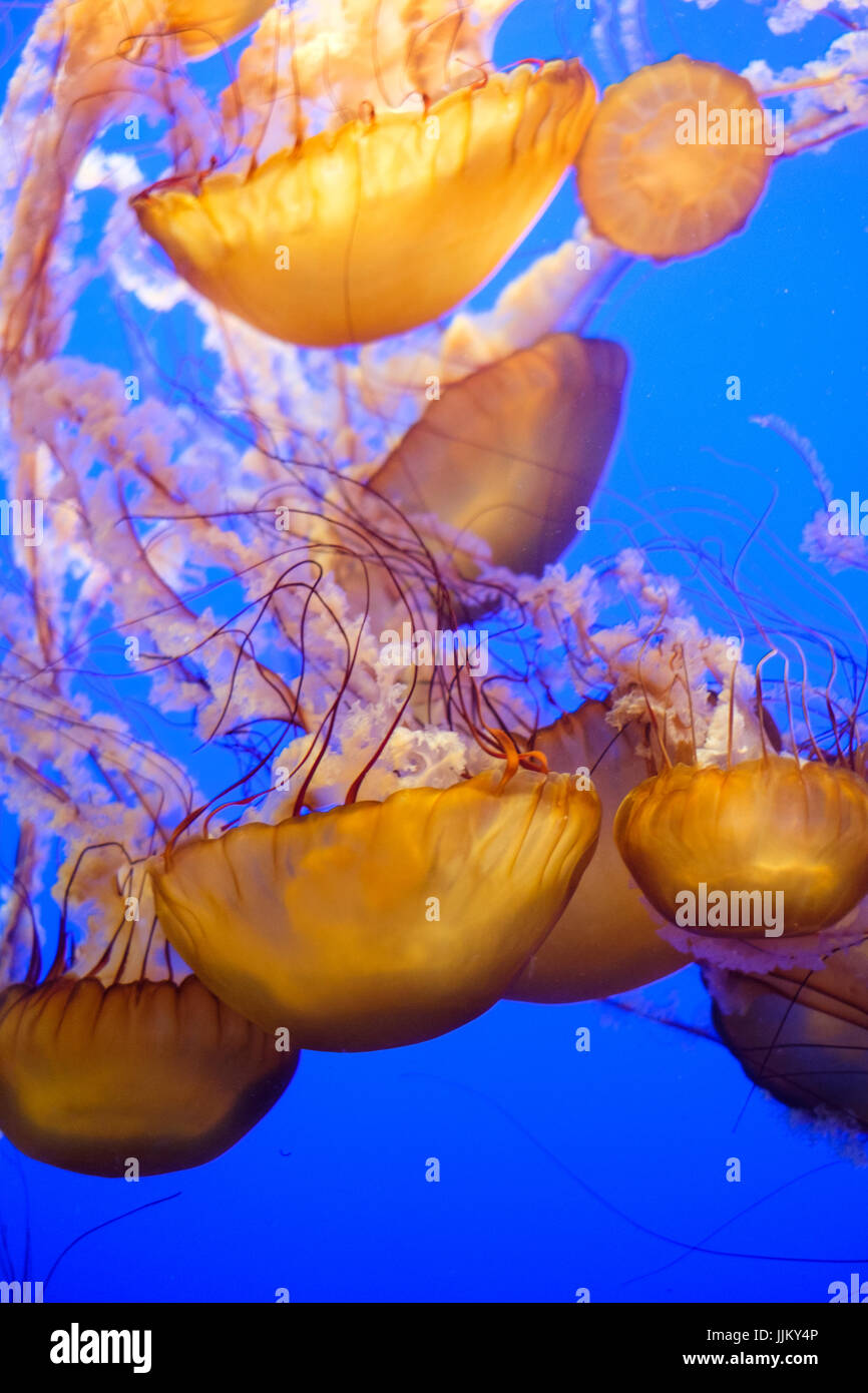 Group of jelly fishes swimming upside down Stock Photo - Alamy