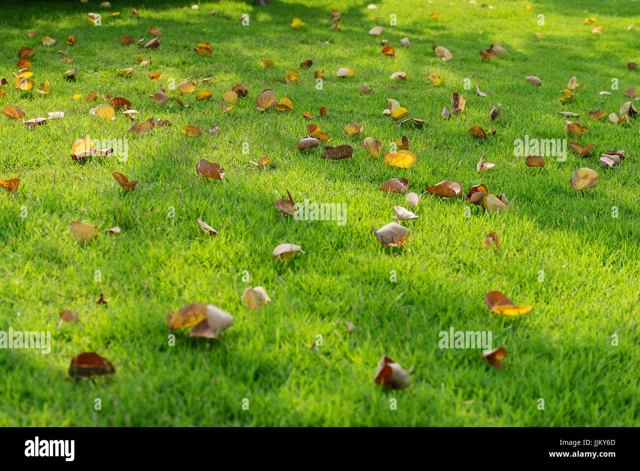 Autumn leaves fallen on green grass field Stock Photo - Alamy