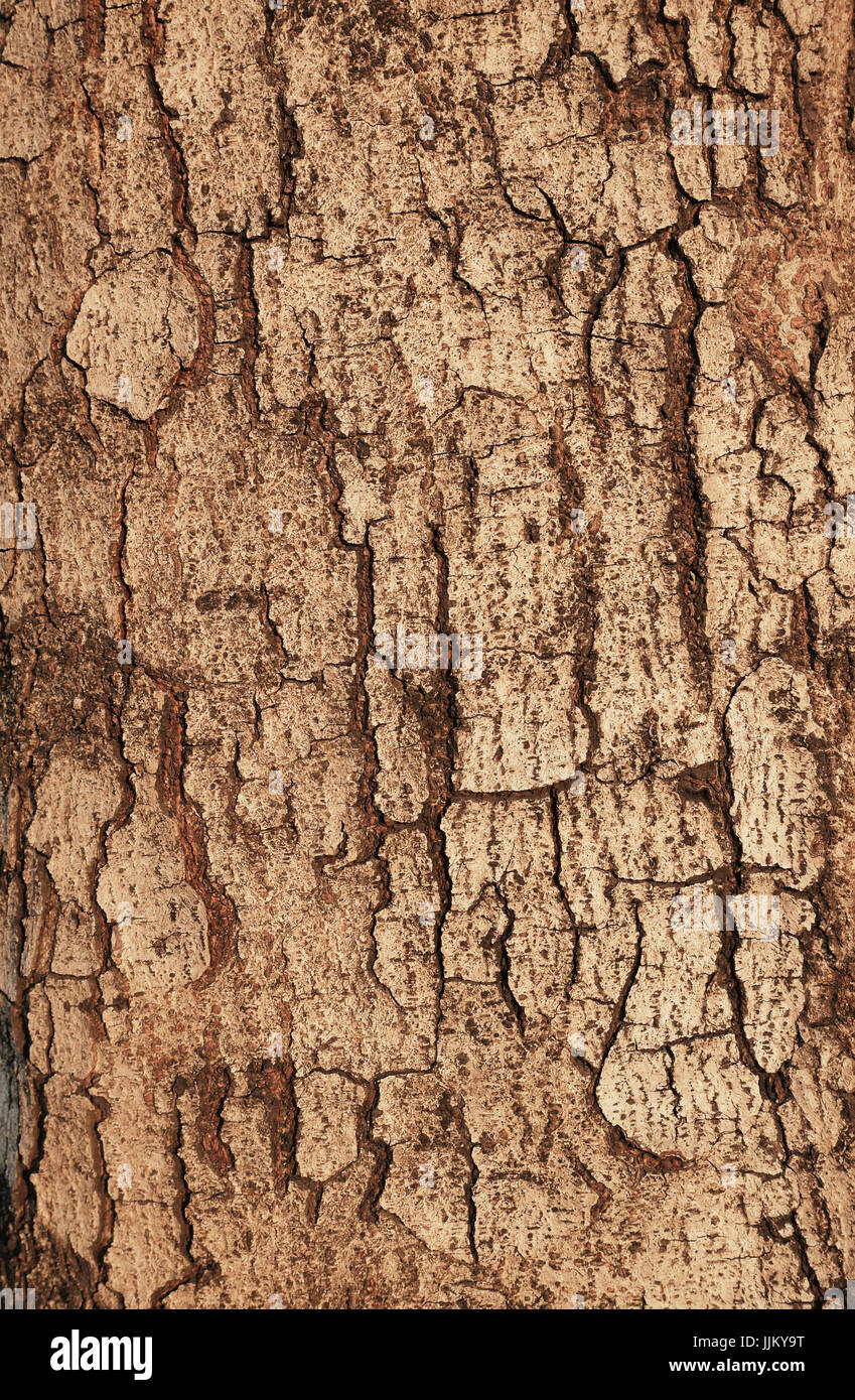 Tree bark texture,abstract background and texture Stock Photo - Alamy