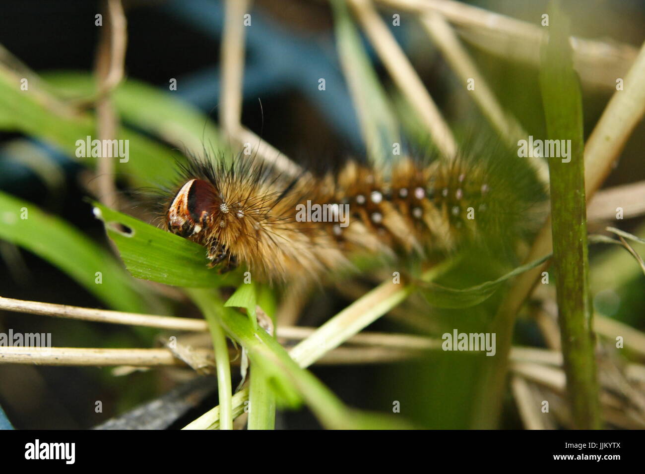 Painted lady caterpillar hi-res stock photography and images - Alamy