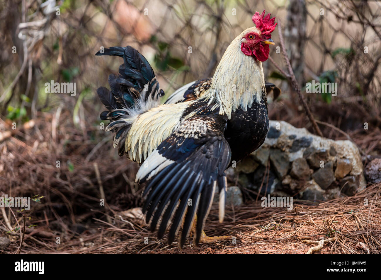 Horizontal rooster hi-res stock photography and images - Alamy