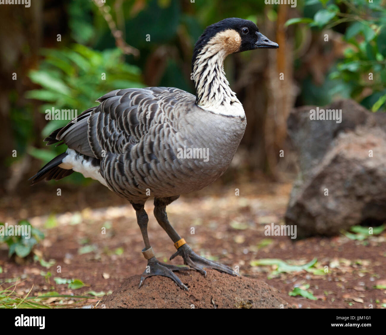 Honolulu zoo nene hi-res stock photography and images - Alamy
