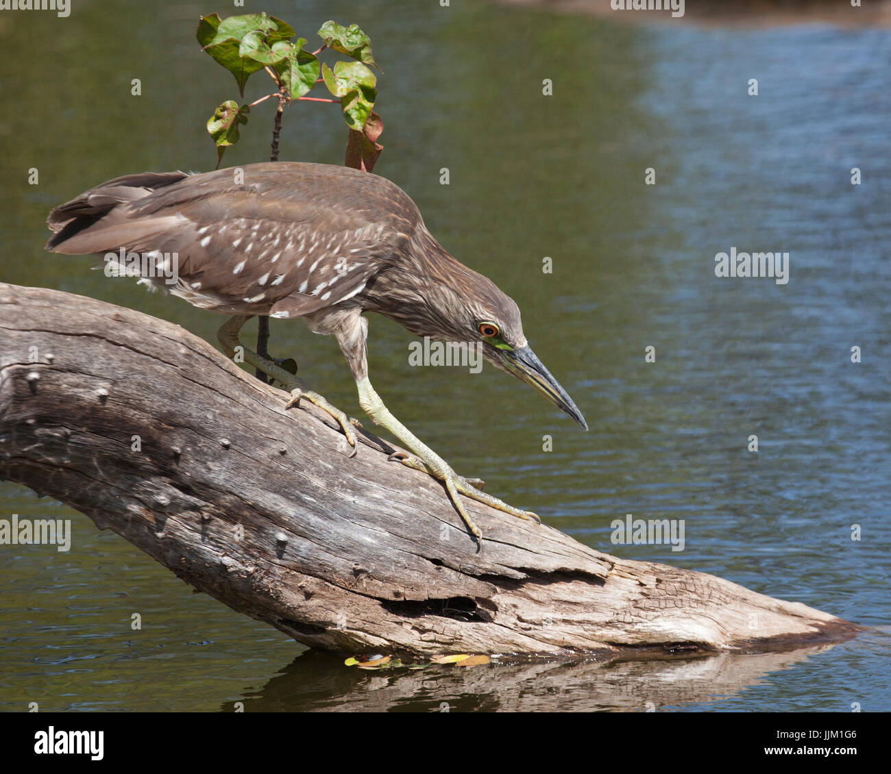 Heron hunting from log at Honolulu Zoo Stock Photo - Alamy