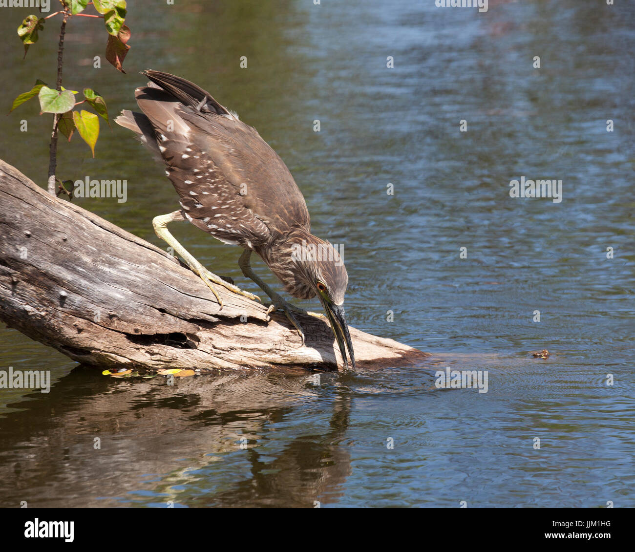 Heron oahu hawaii hi-res stock photography and images - Alamy