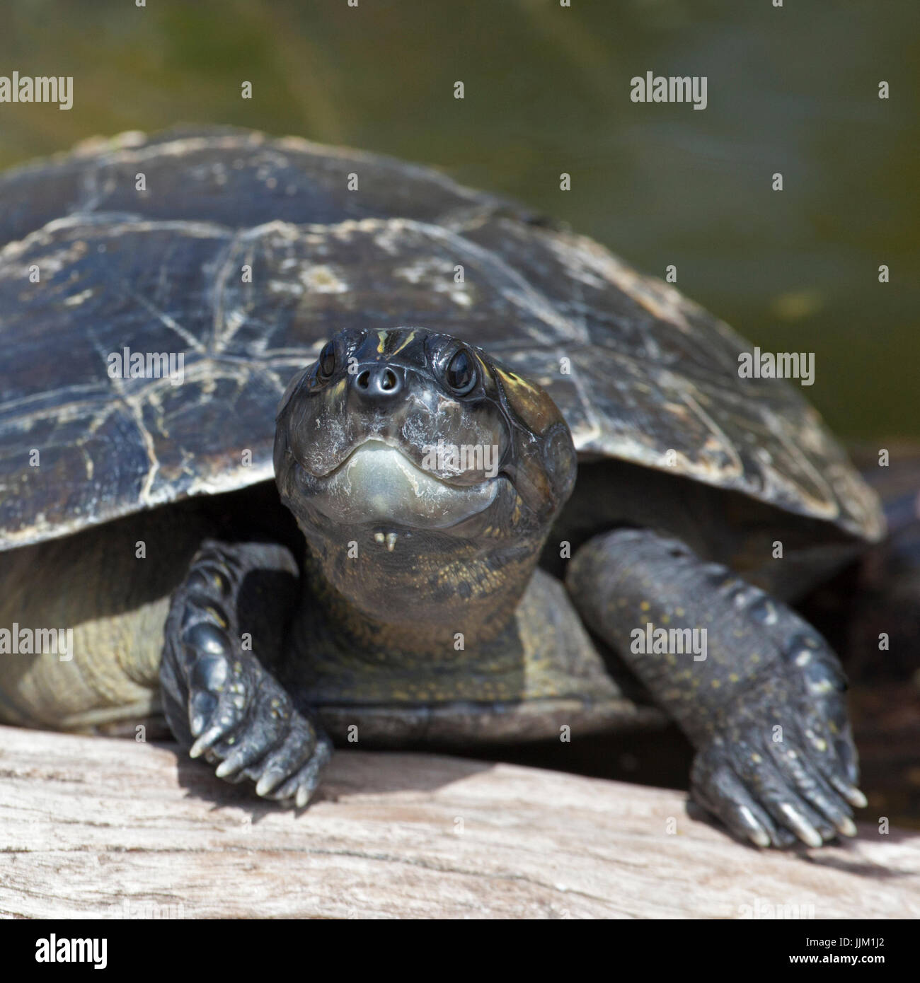 Turtle Face Stock Photos & Turtle Face Stock Images - Alamy