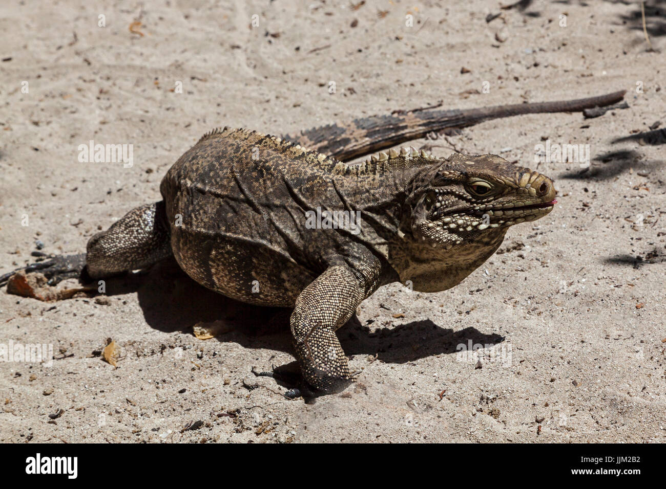 Cayo iguana cuba hi-res stock photography and images - Alamy