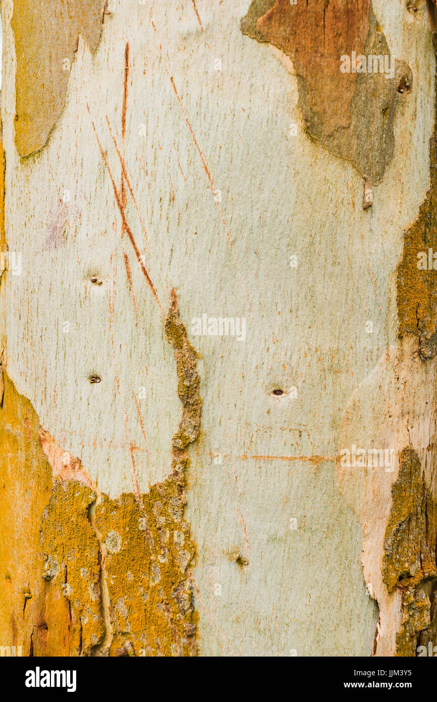 Old Bark Tree texture background, Brown Tree trunk close up Stock Photo ...