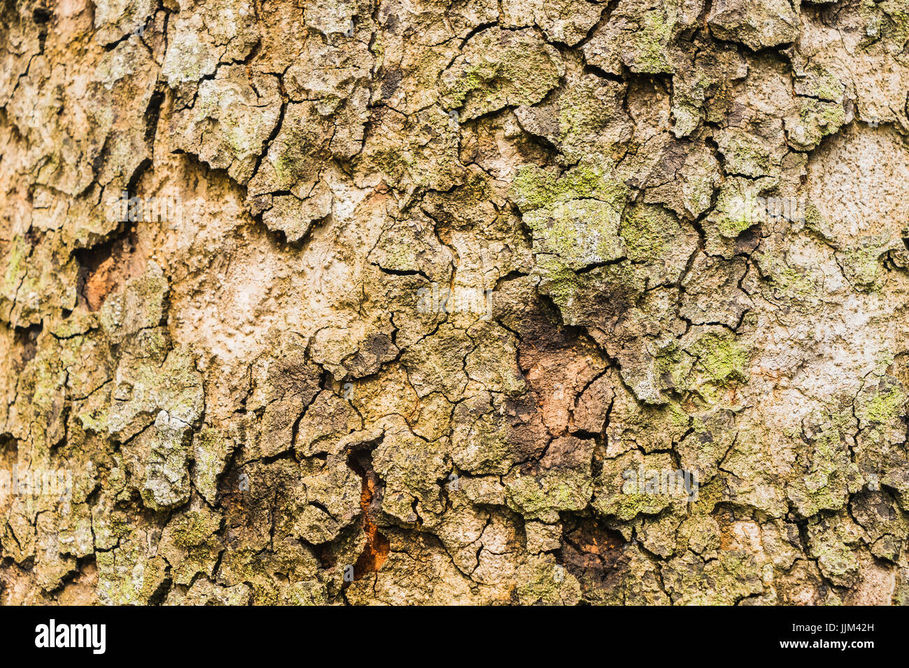 Old Bark Tree texture background, Brown Tree trunk close up Stock Photo ...