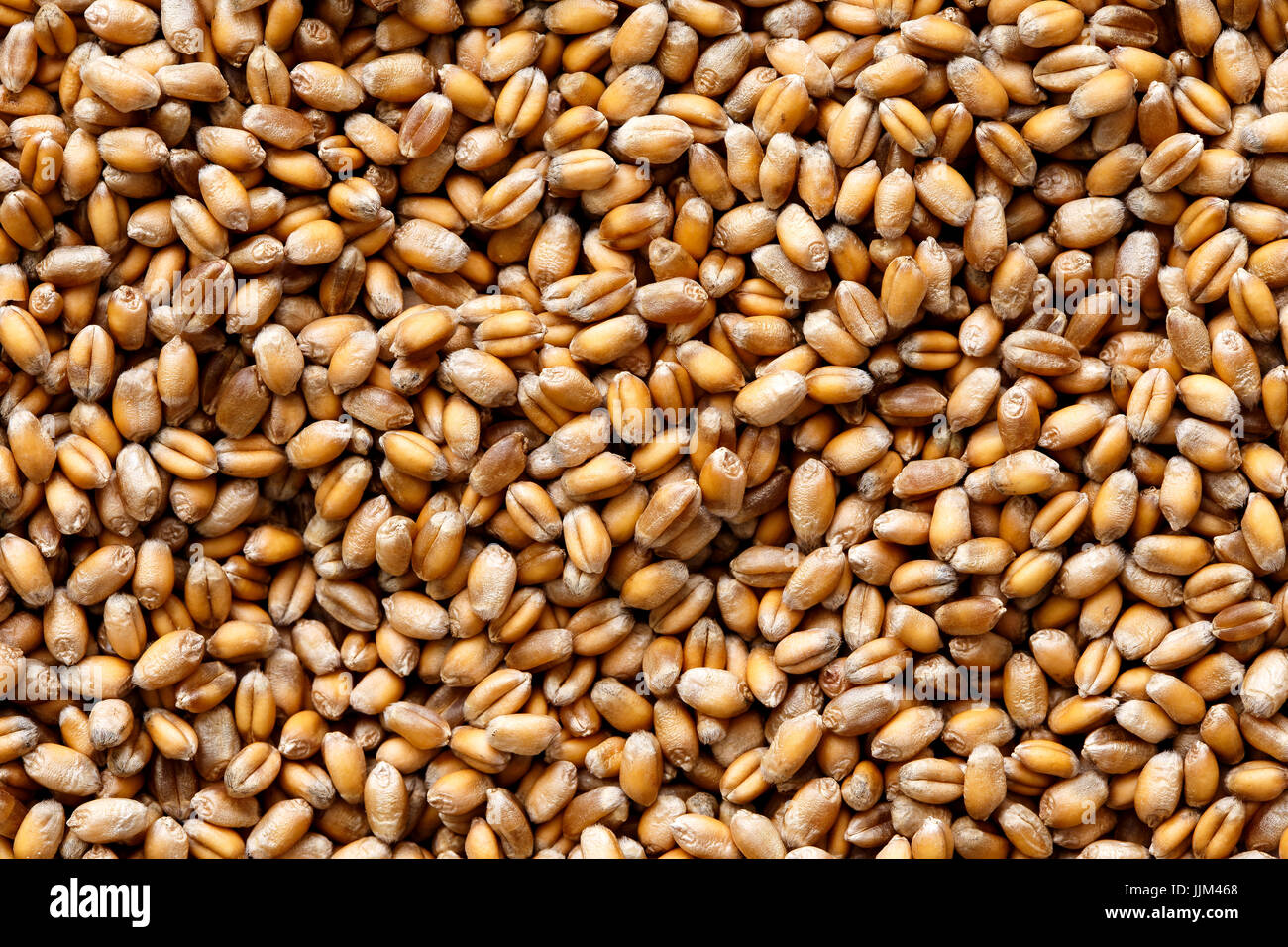 Background of winter wheat kernels Stock Photo - Alamy