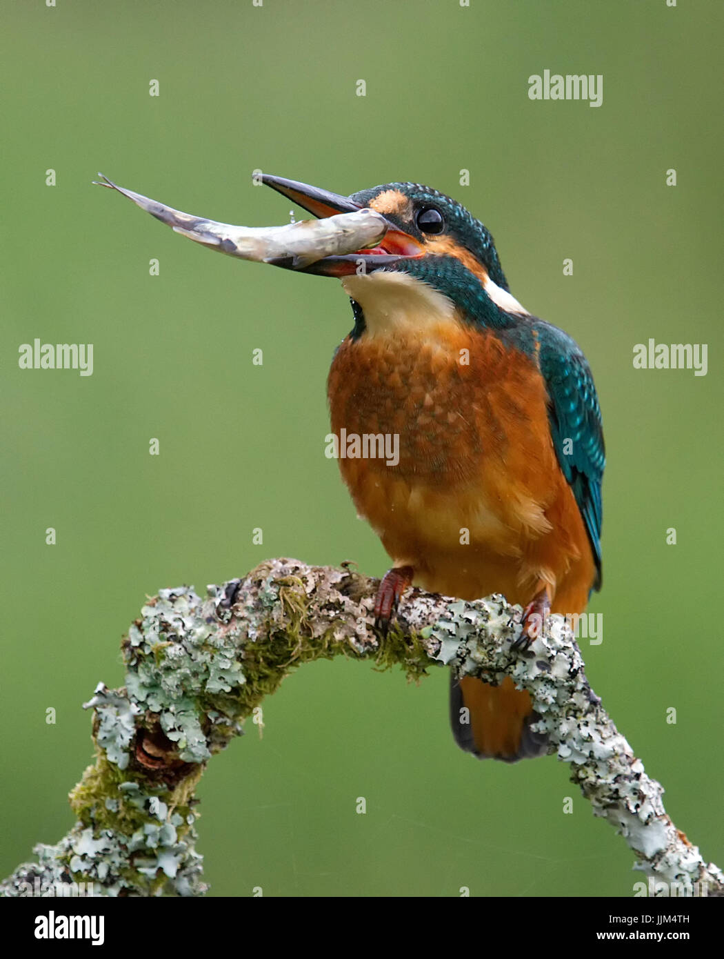 Kingfisher In Flight Stock Photos & Kingfisher In Flight Stock Images ...
