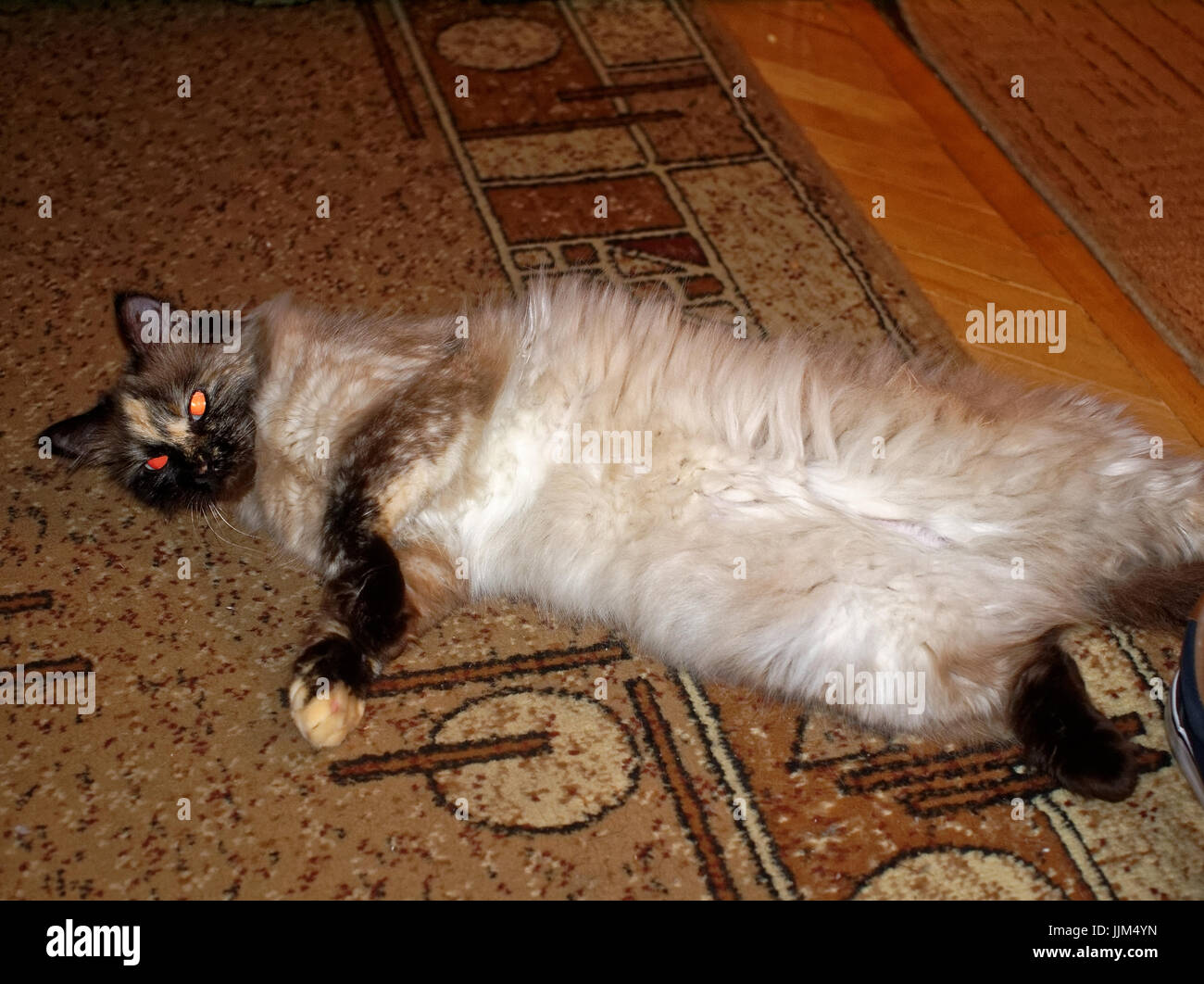 Russian tabby cat hi-res stock photography and images - Alamy