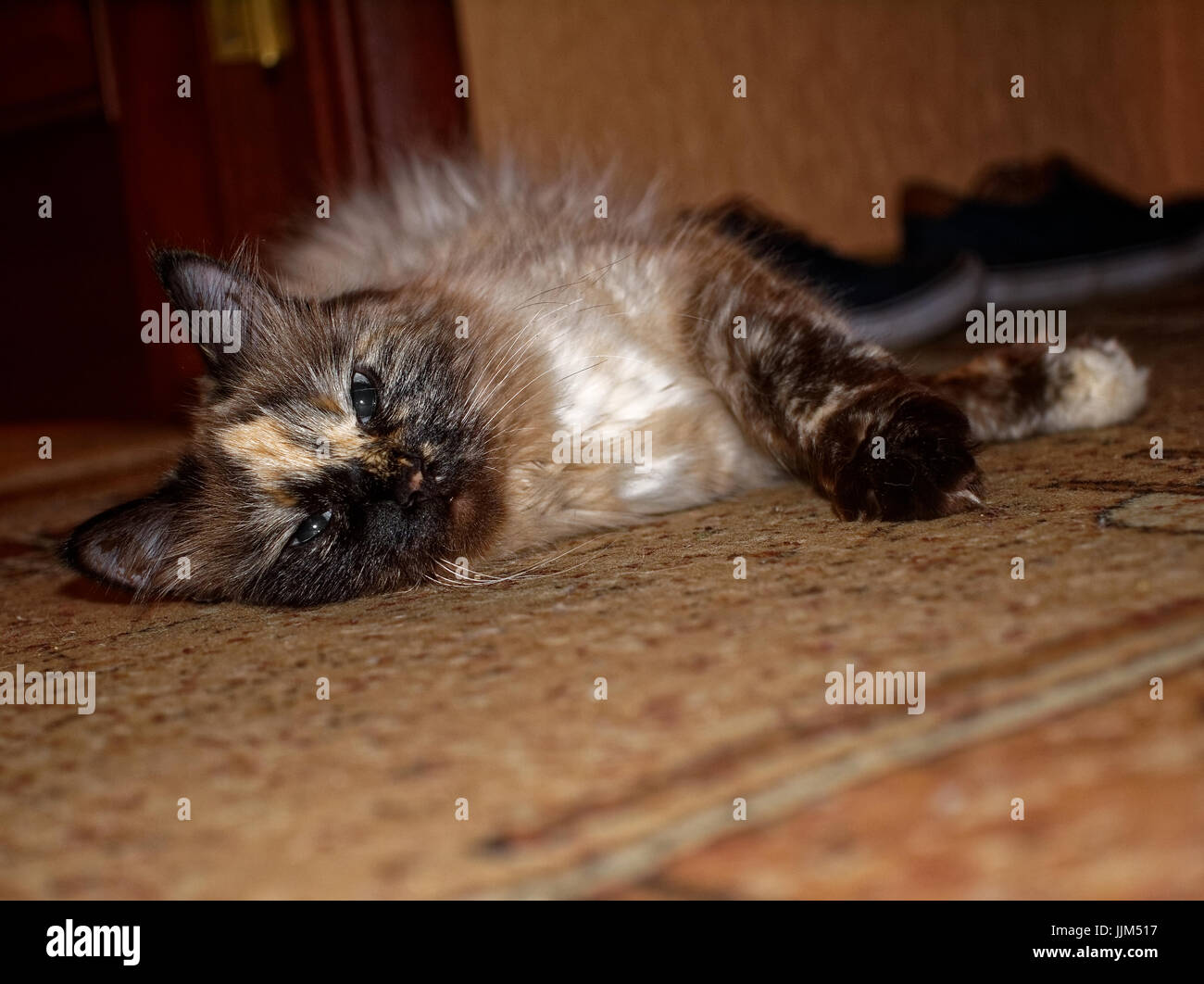Siberian cat neva masquerade hi-res stock photography and images - Alamy