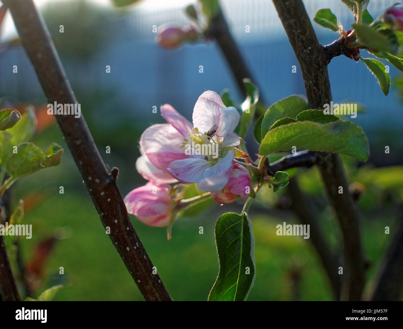 Flowers on young tree in the spring,Russia Stock Photo - Alamy