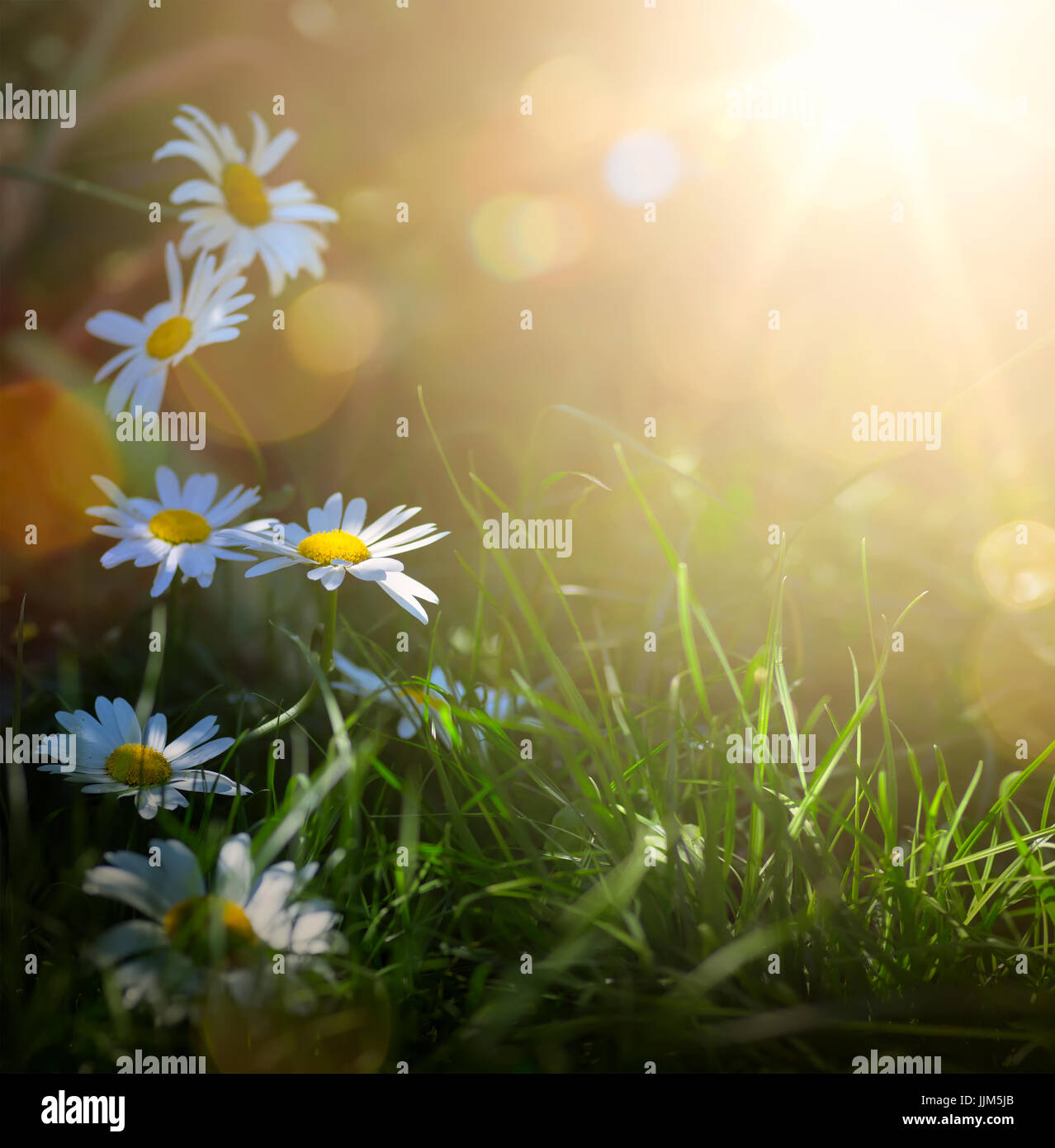art abstract spring background or summer background with fresh flowers ...