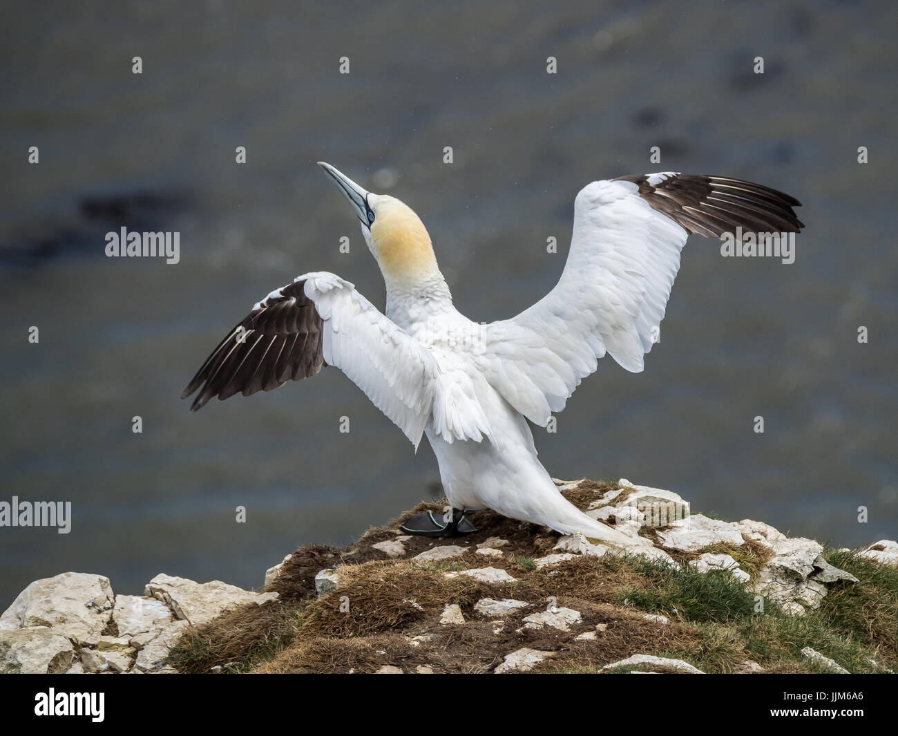 Northern gannet sitting with wings spread hi-res stock photography and ...