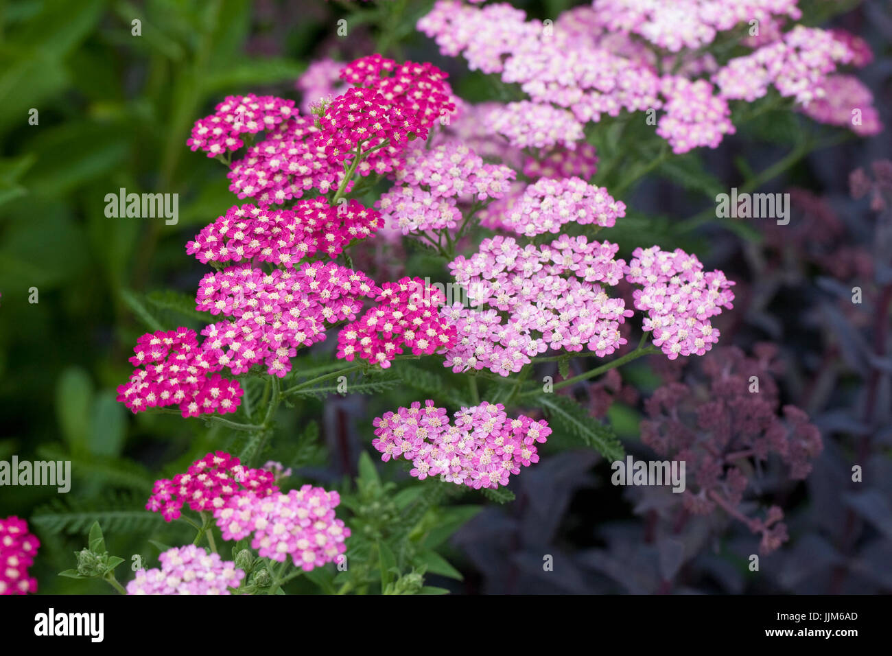 Achillea hi-res stock photography and images - Alamy