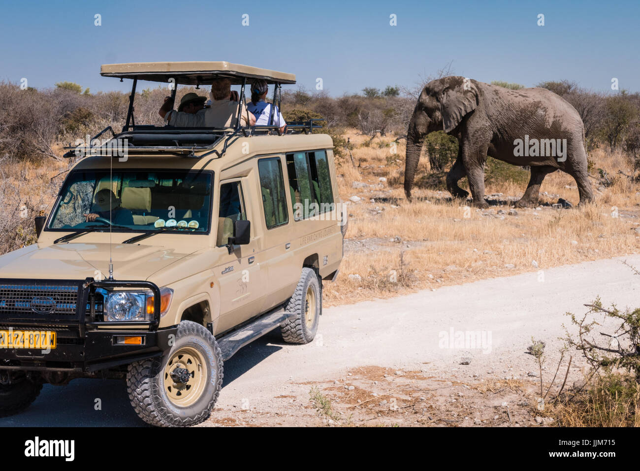 Tourists photographing elephant from a safari vehicle in Etosha ...