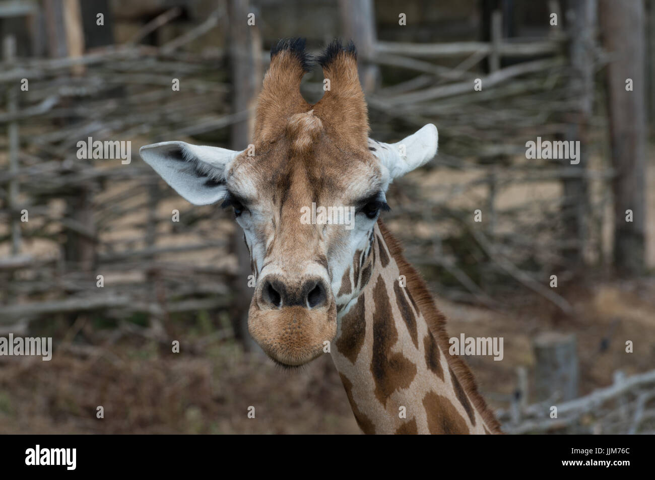 Vulnerable animals in captivity hi-res stock photography and images - Alamy