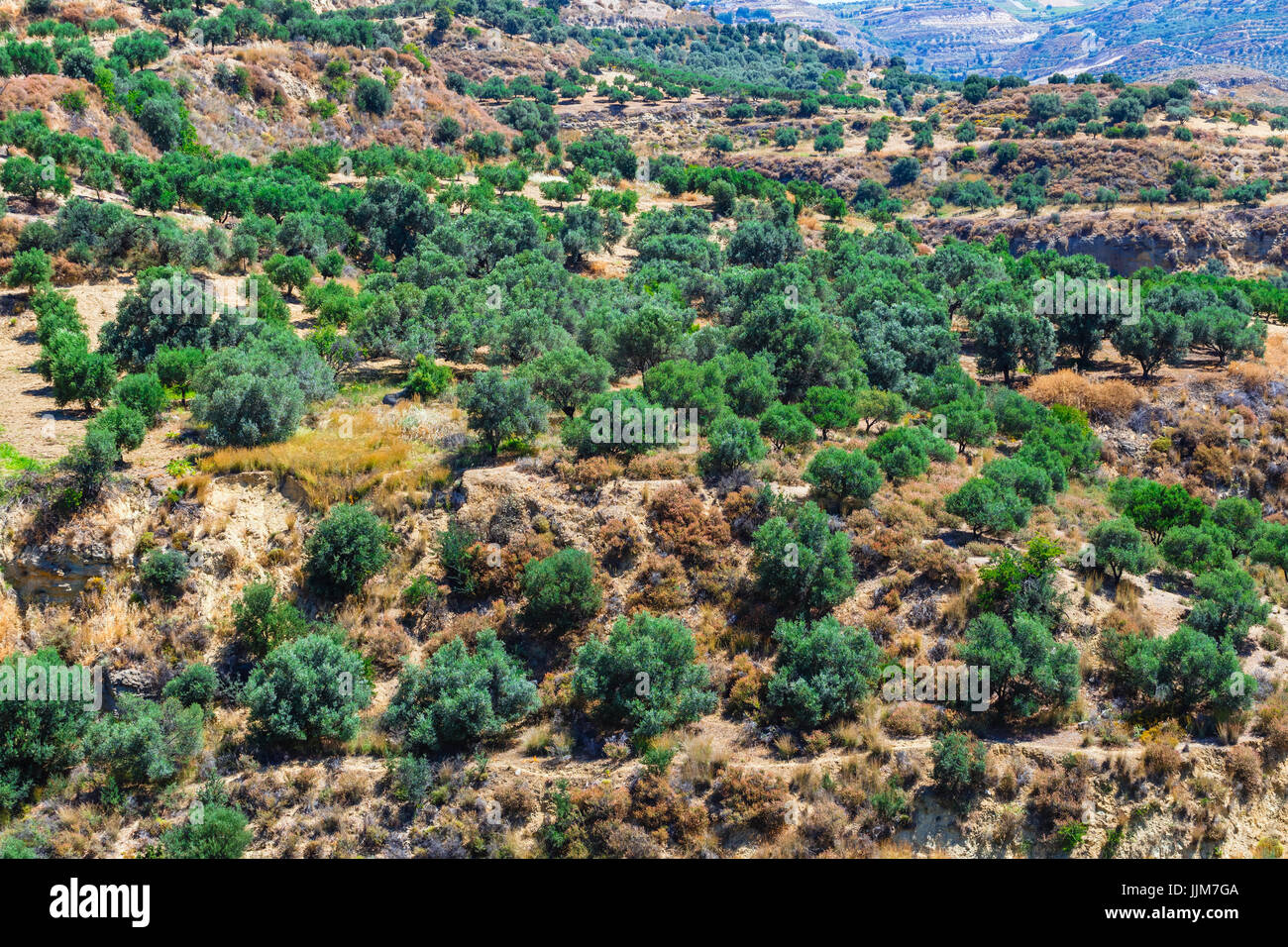 olive fields on Crete Island in Greece, Cretan landscape Stock Photo - Alamy