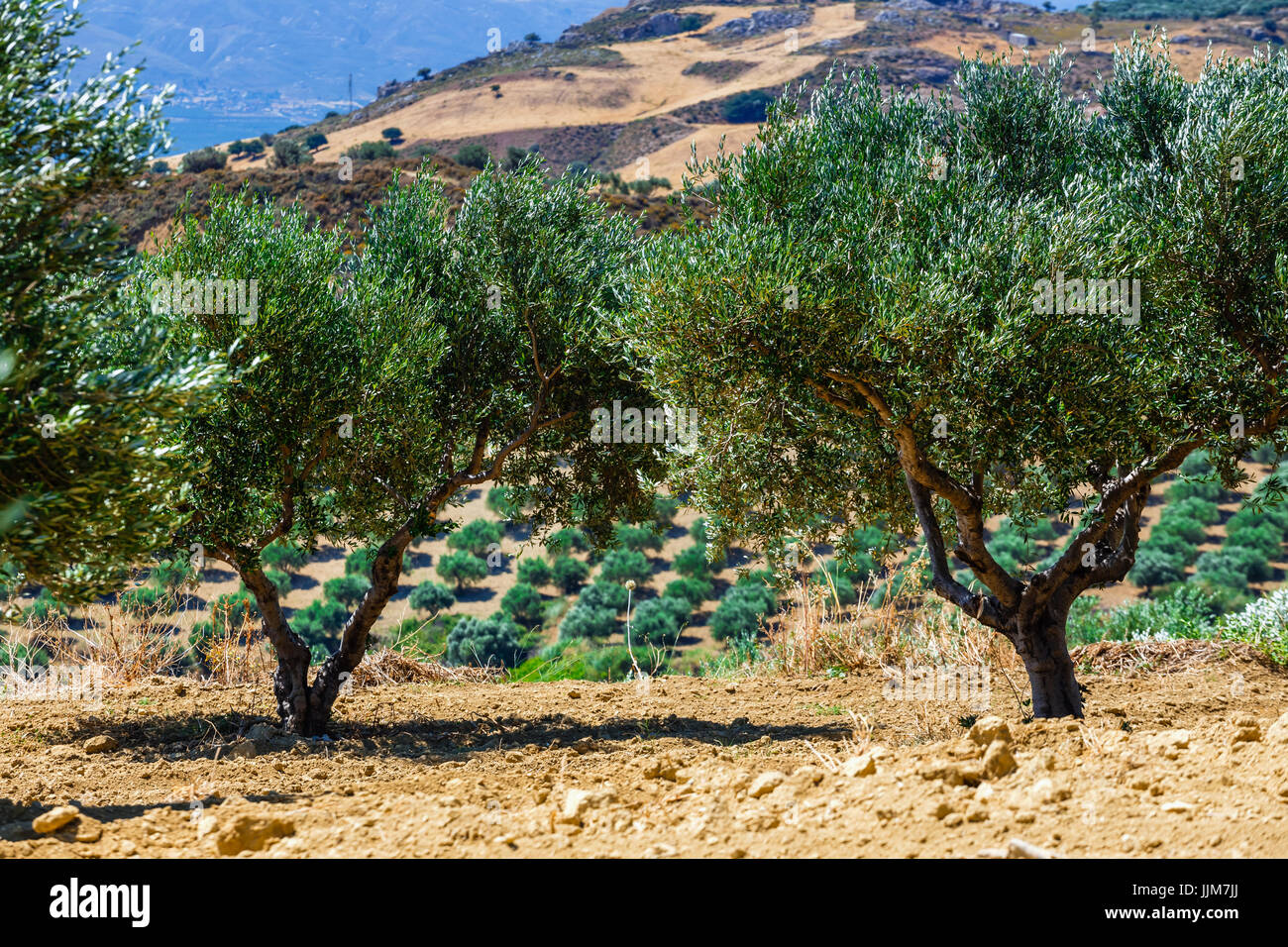 olive fields on Crete Island in Greece, Cretan landscape Stock Photo - Alamy