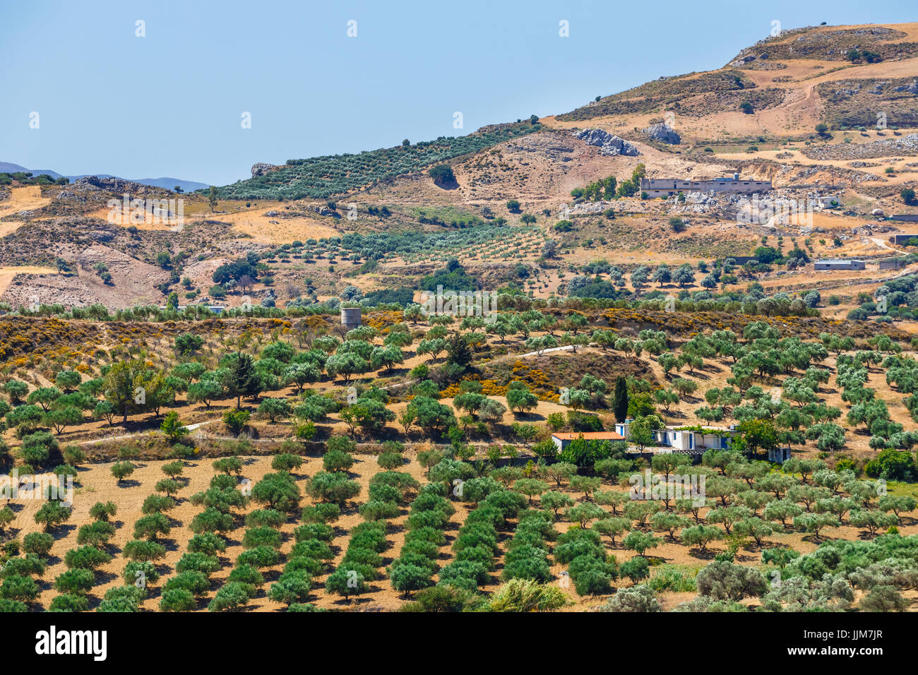 olive fields on Crete Island in Greece, Cretan landscape Stock Photo - Alamy