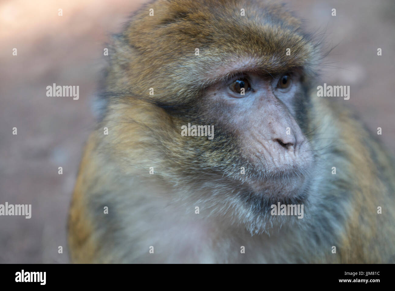 Monkeys of the Atlas Mountains in Morocco Stock Photo - Alamy
