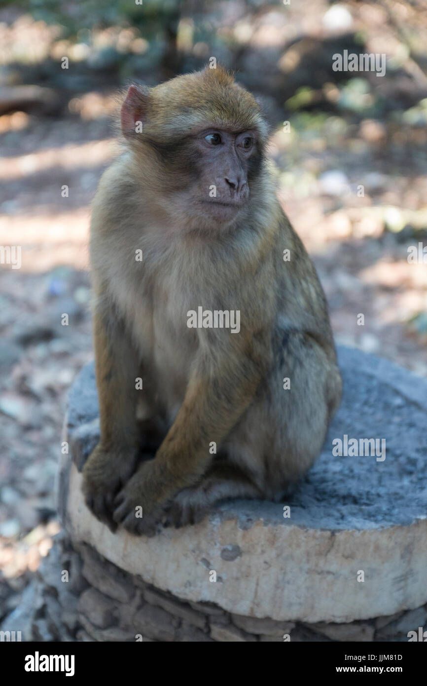 Monkeys of the Atlas Mountains in Morocco Stock Photo - Alamy