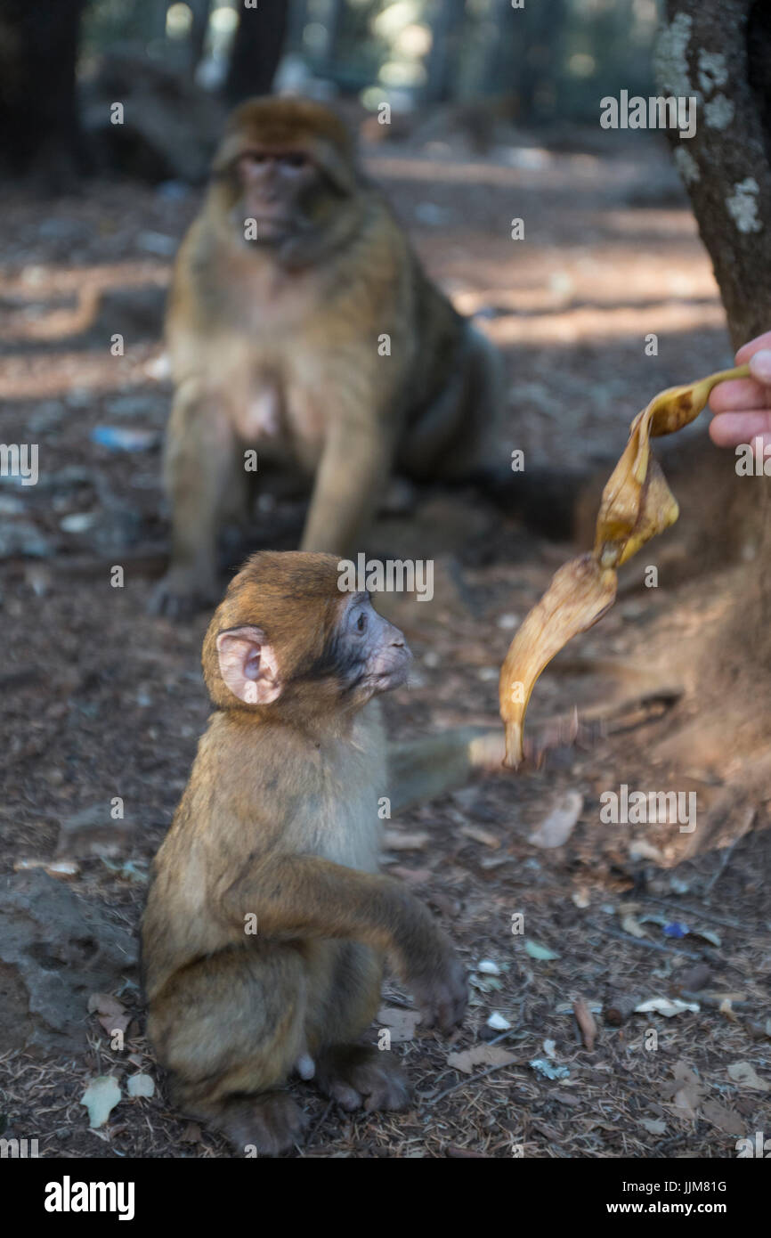 Monkeys of the Atlas Mountains in Morocco Stock Photo - Alamy