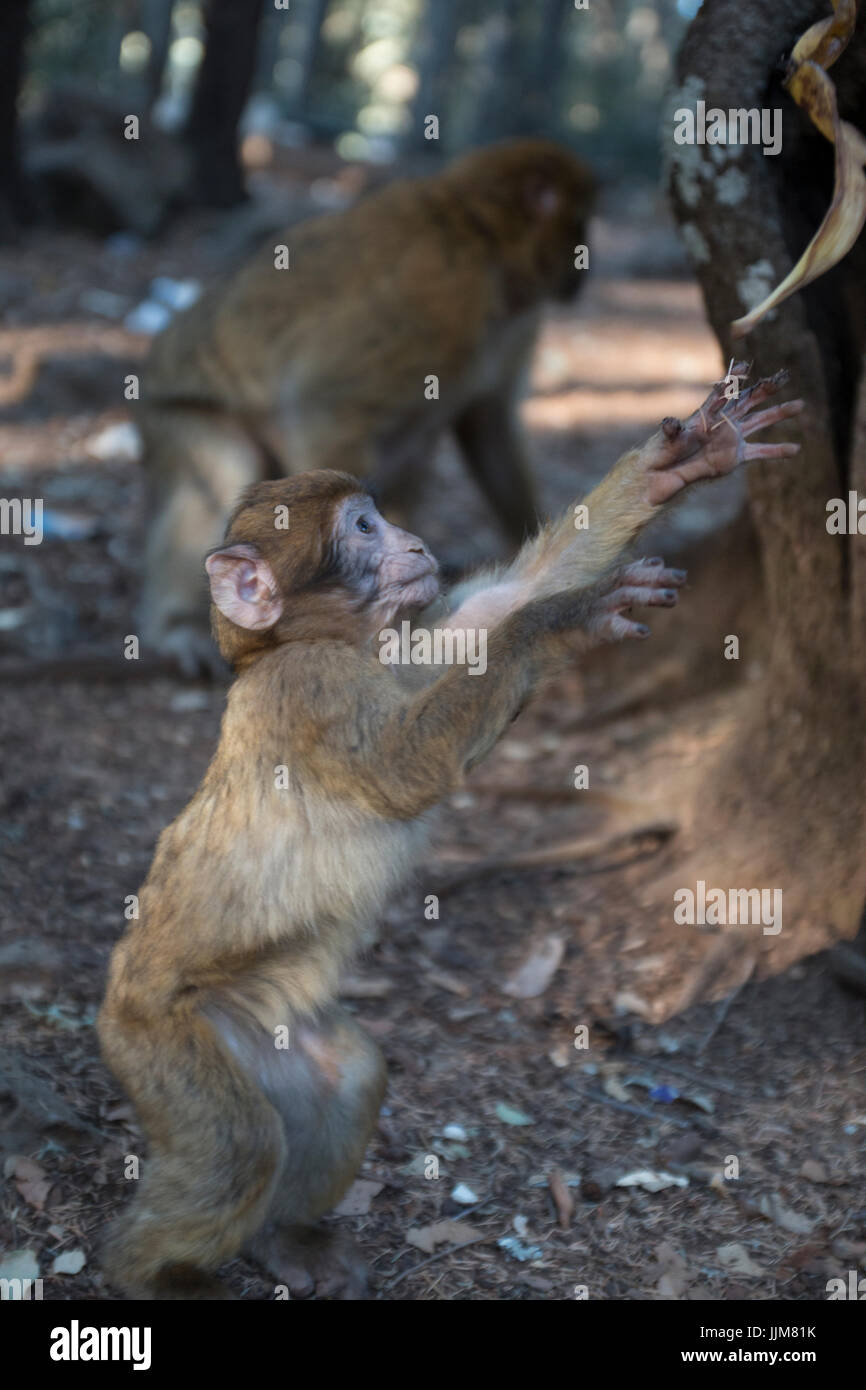 Monkeys of the Atlas Mountains in Morocco Stock Photo - Alamy