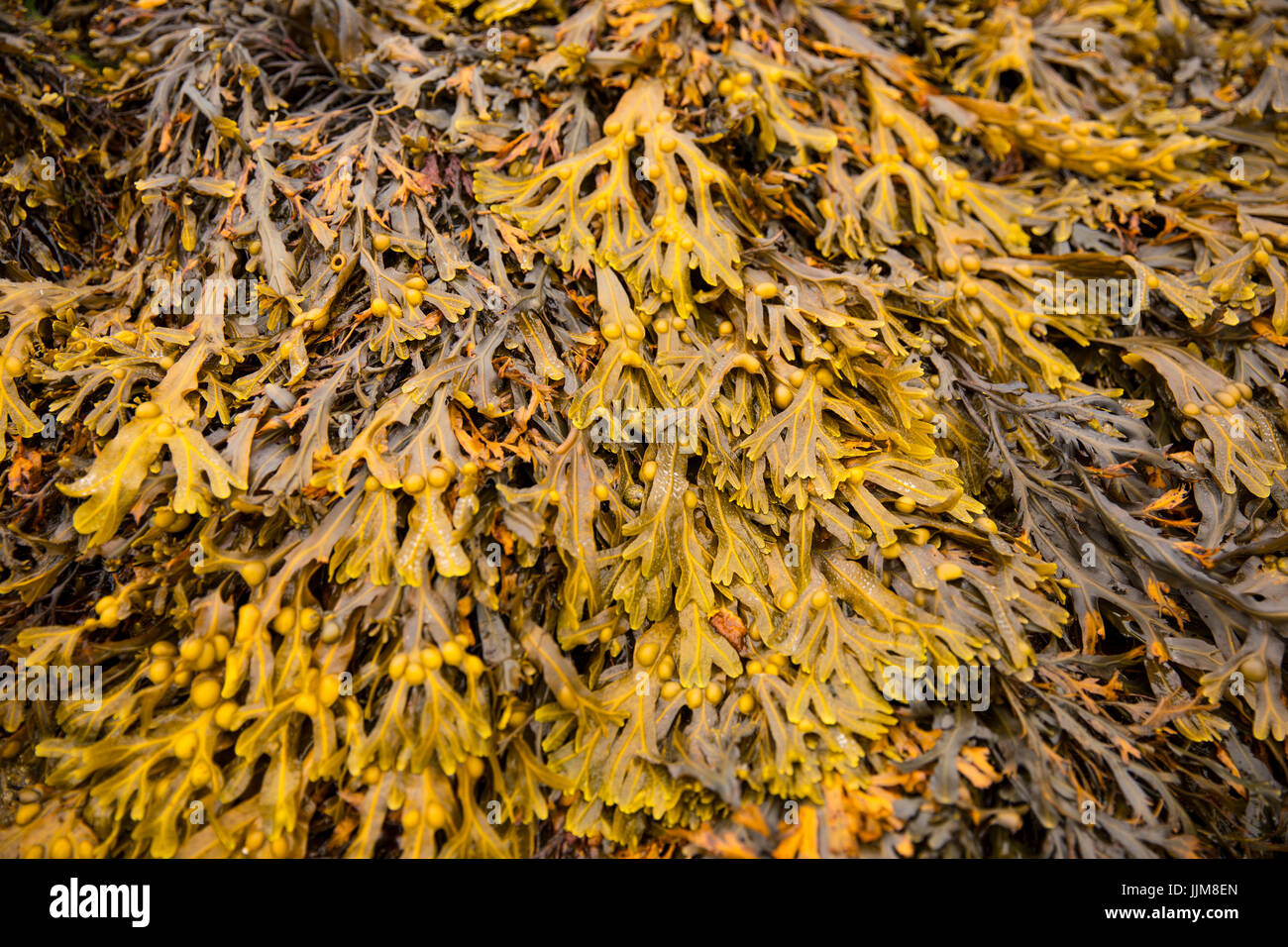 Seaweed on the shore drying in the sun while the tide is out Stock ...