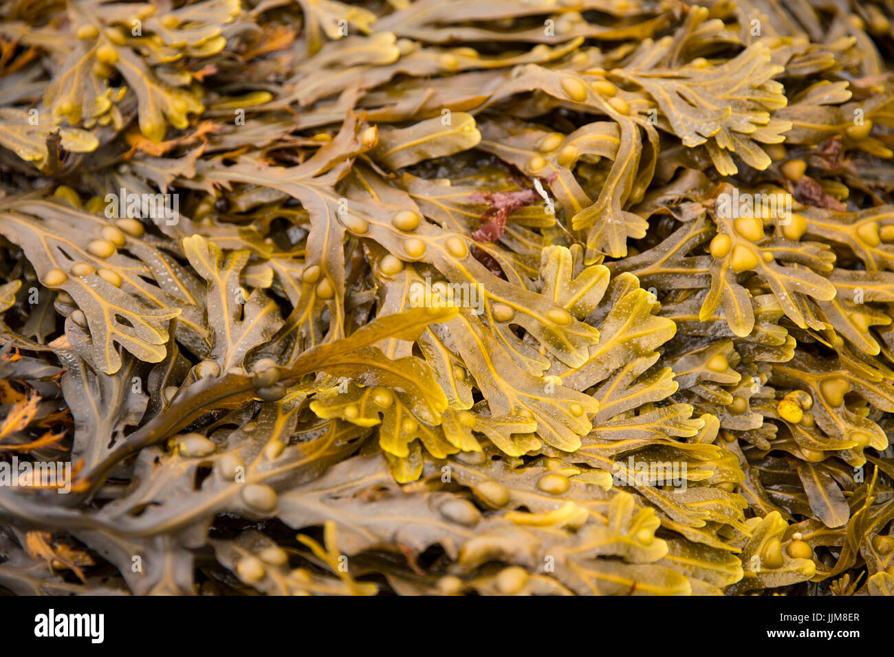 Seaweed strands hi-res stock photography and images - Alamy
