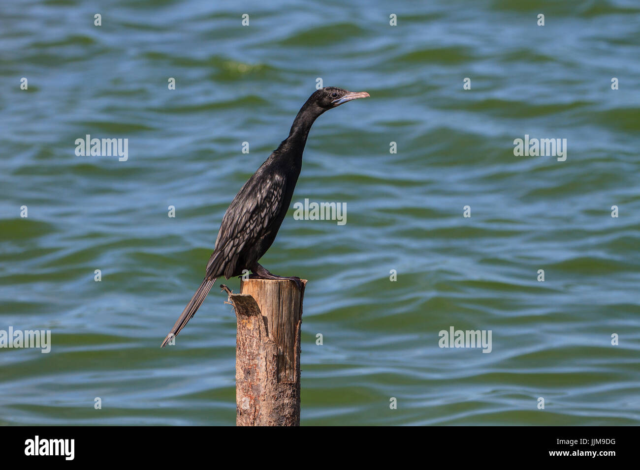 Little cormorant, Javanese cormorant (Microcarbo niger) bird in nature ...