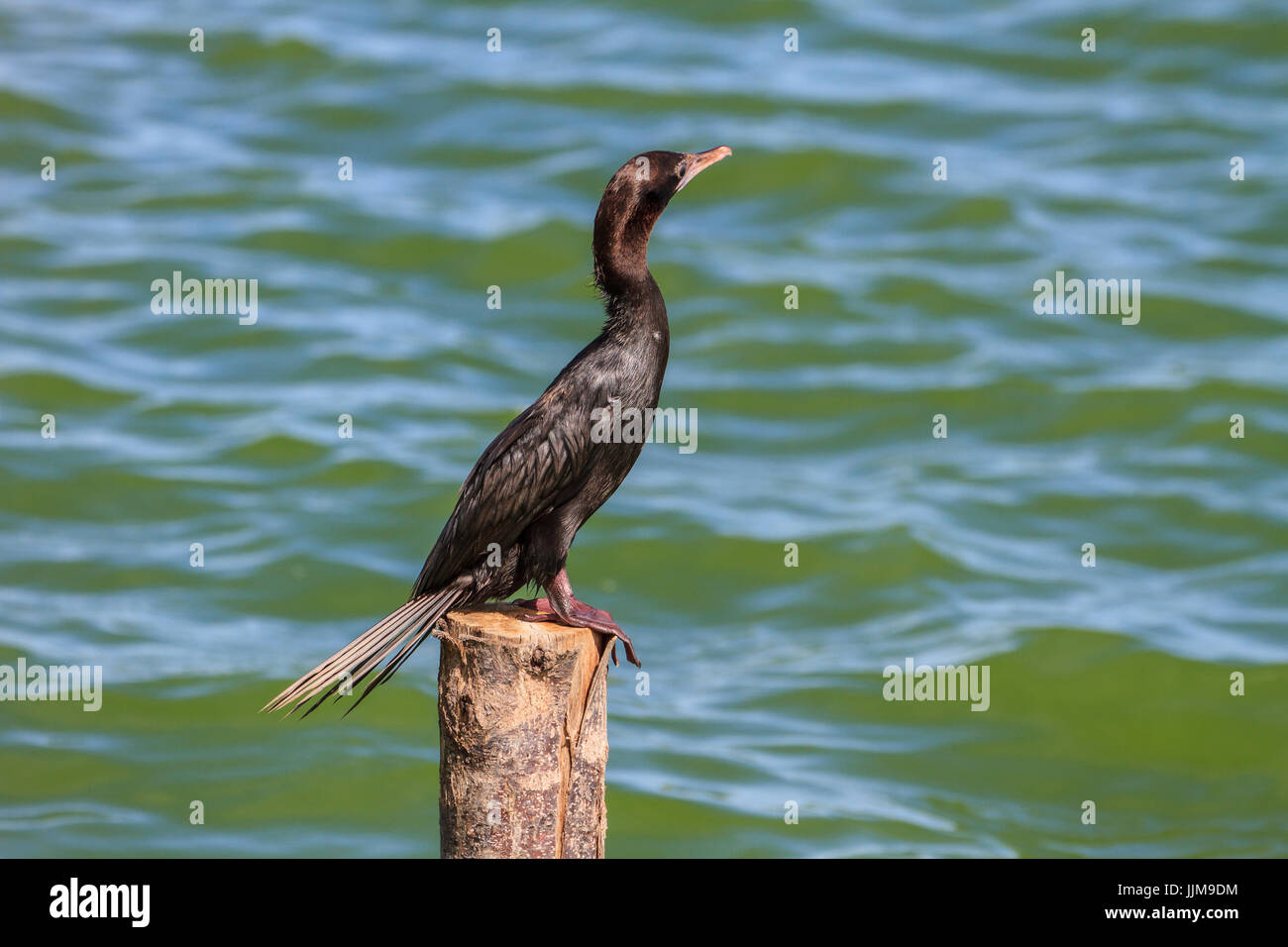 Little cormorant, Javanese cormorant (Microcarbo niger) bird in nature ...