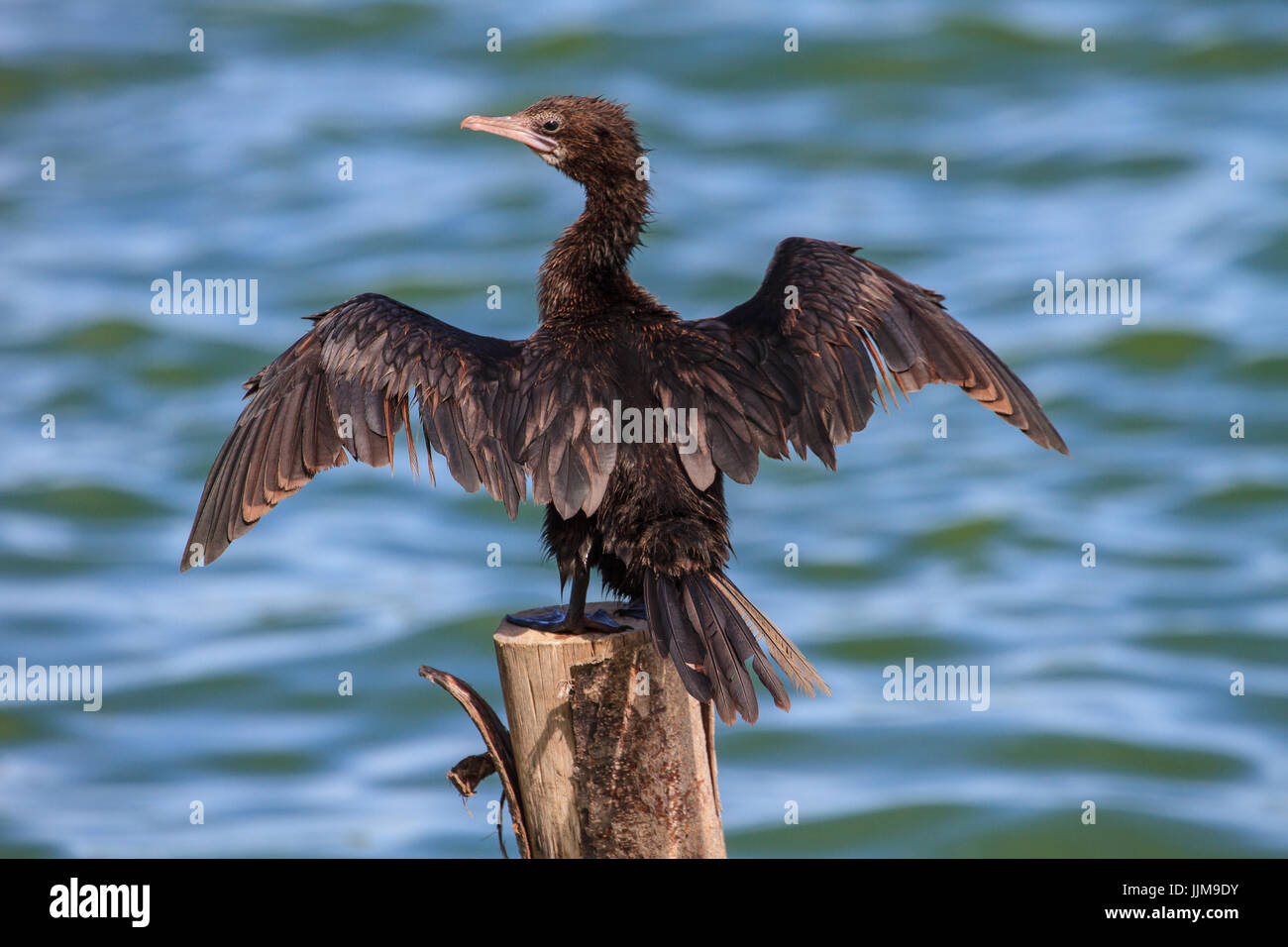 Little cormorant, Javanese cormorant (Microcarbo niger) bird in nature ...