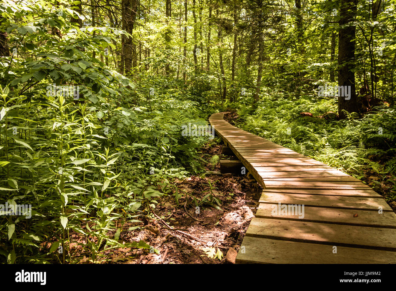 Wooden pathway winds through a lush green forest Stock Photo - Alamy