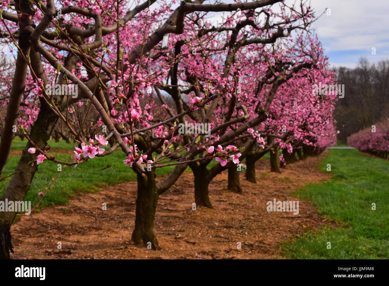 Peach Blossoms in a Peach orchard in Eastern USA Stock Photo - Alamy