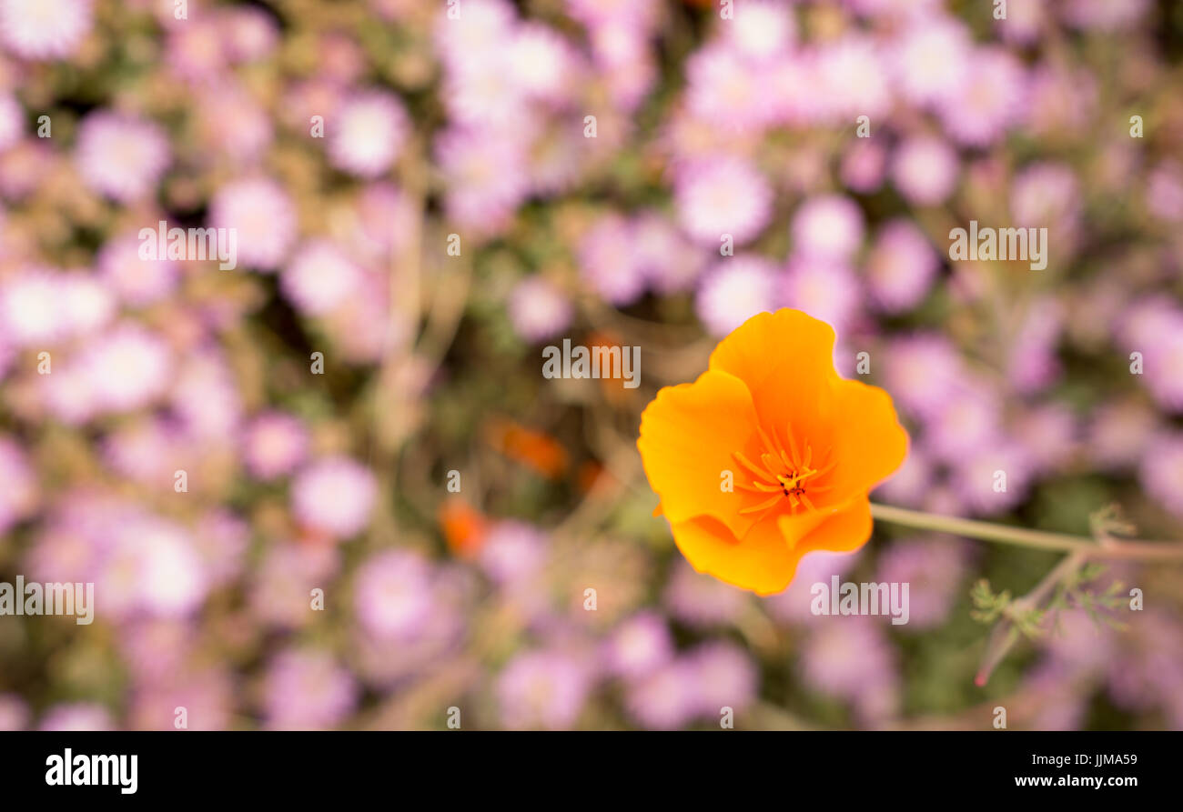 One desert poppy appears to be the odd flower out Stock Photo - Alamy