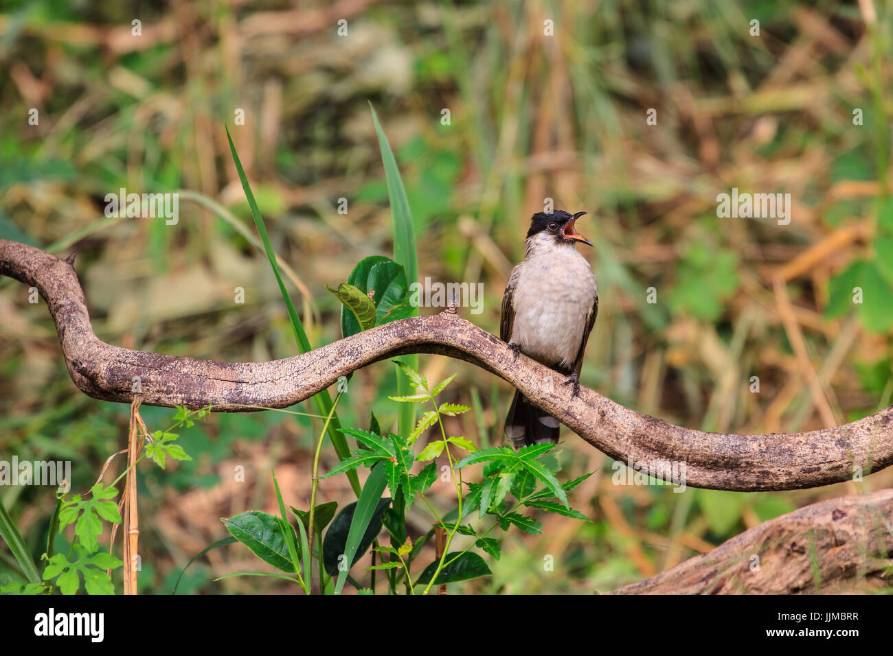 Beautiful bird Sooty headed Bulbul perched on wooden (Pycnonotus ...