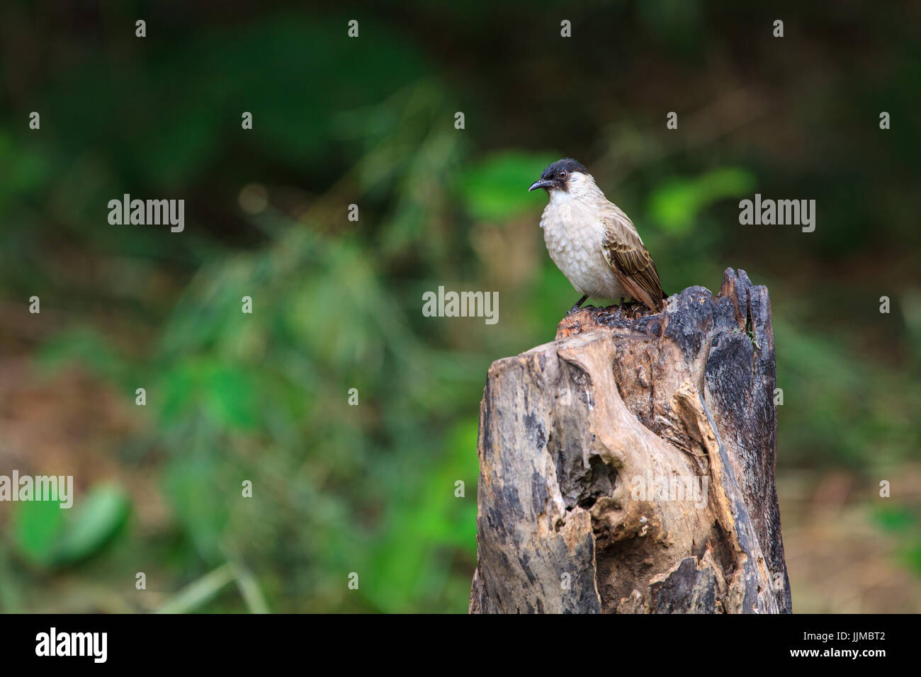 Beautiful bird Sooty headed Bulbul perched on wooden (Pycnonotus ...