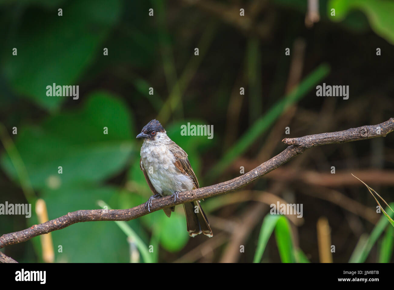 Beautiful bird Sooty headed Bulbul perched on wooden (Pycnonotus ...