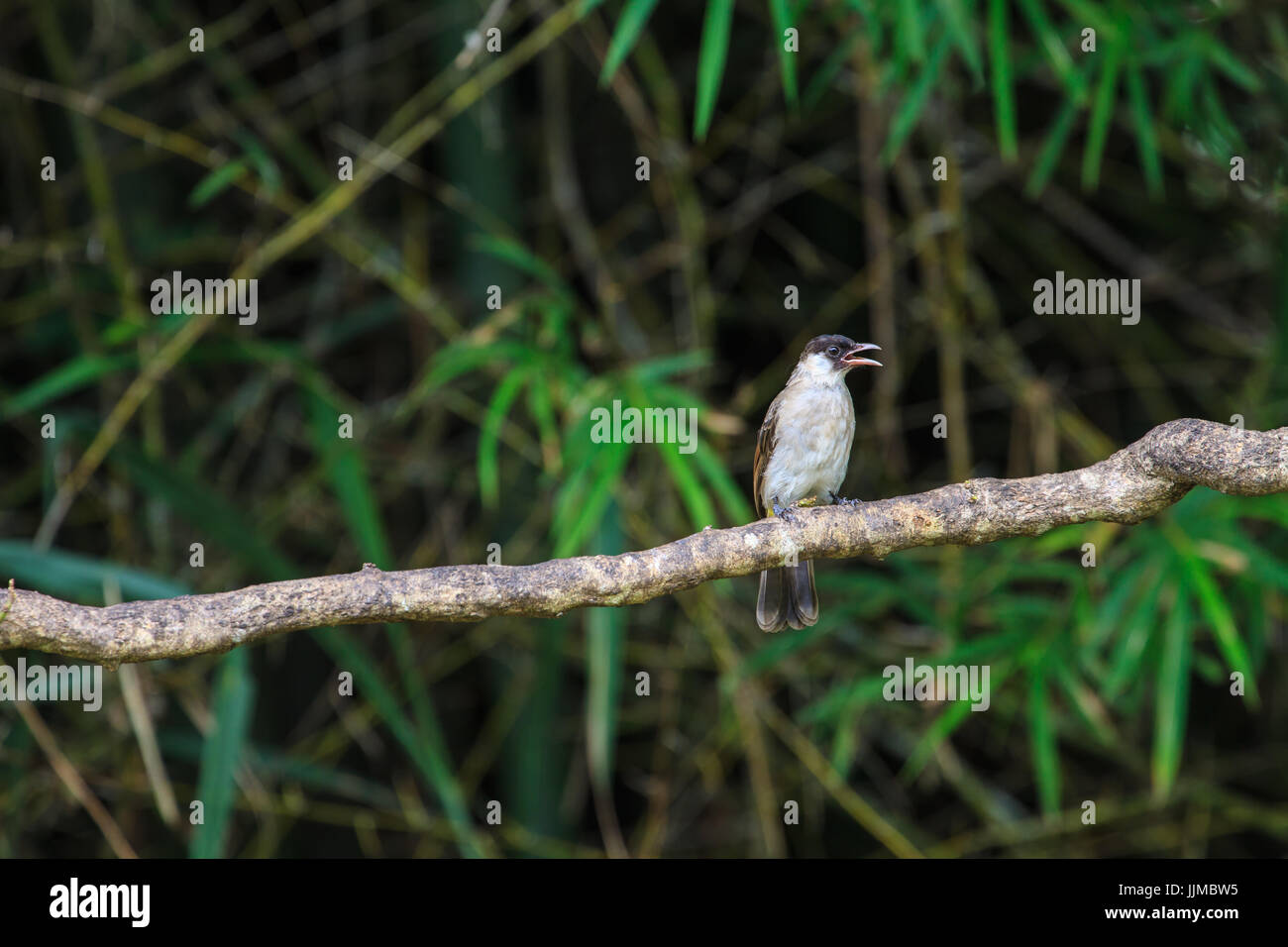 Beautiful bird Sooty headed Bulbul perched on wooden (Pycnonotus ...
