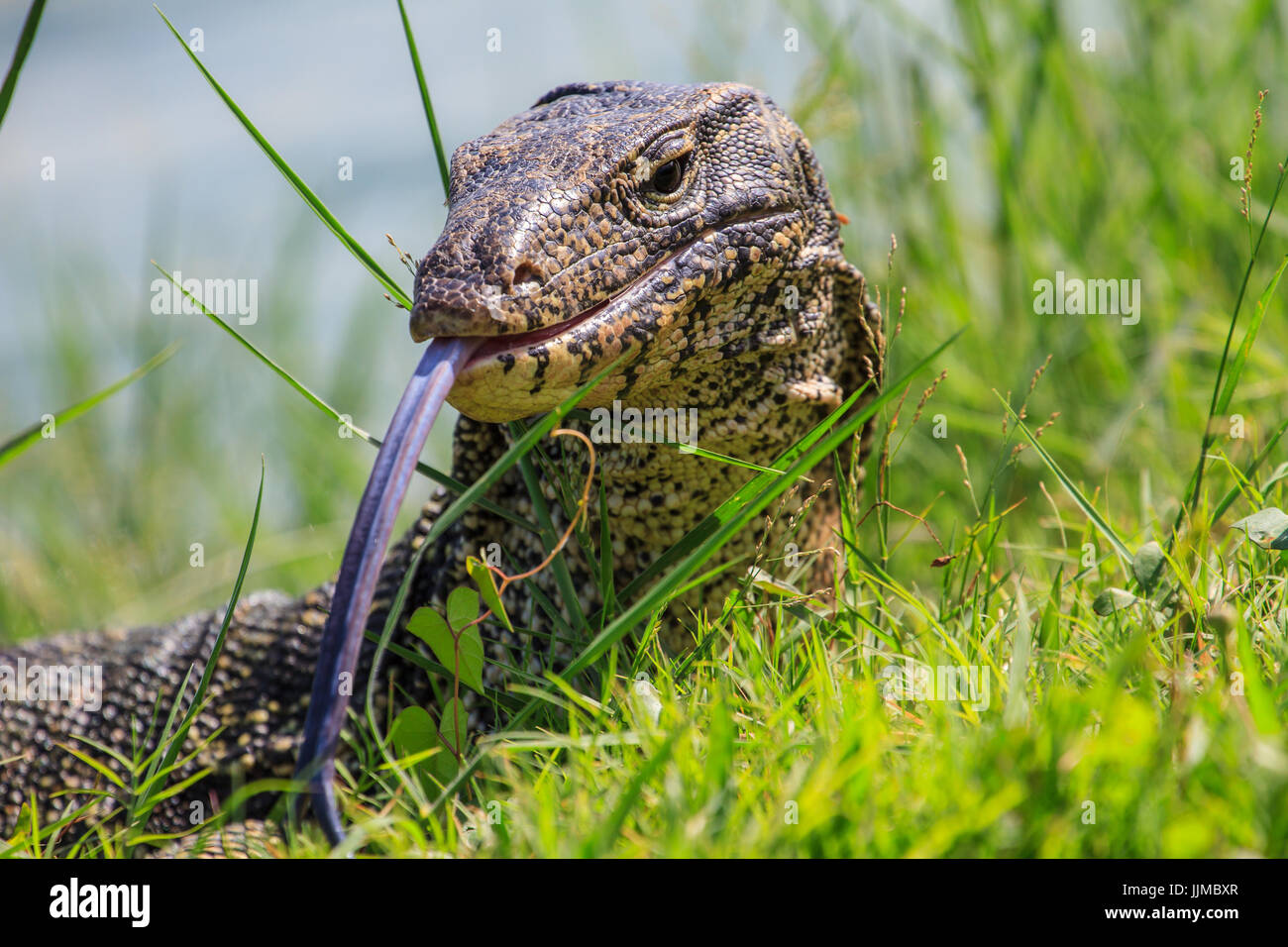 close up Water monitor lizard, Varanus in nature, Thailand Stock Photo ...