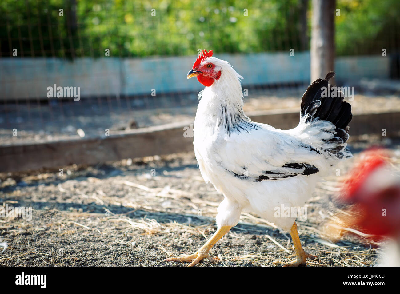 Poultry feeding system hi-res stock photography and images - Alamy