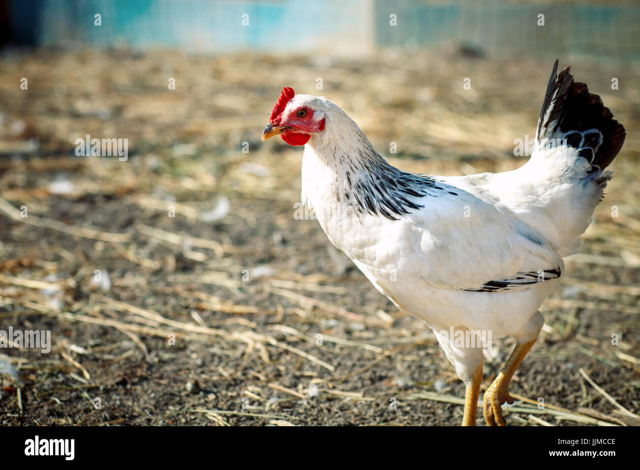 Chicken feeder hi-res stock photography and images - Alamy