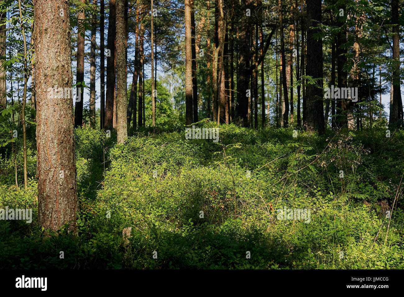 Forest in latvia hi-res stock photography and images - Alamy