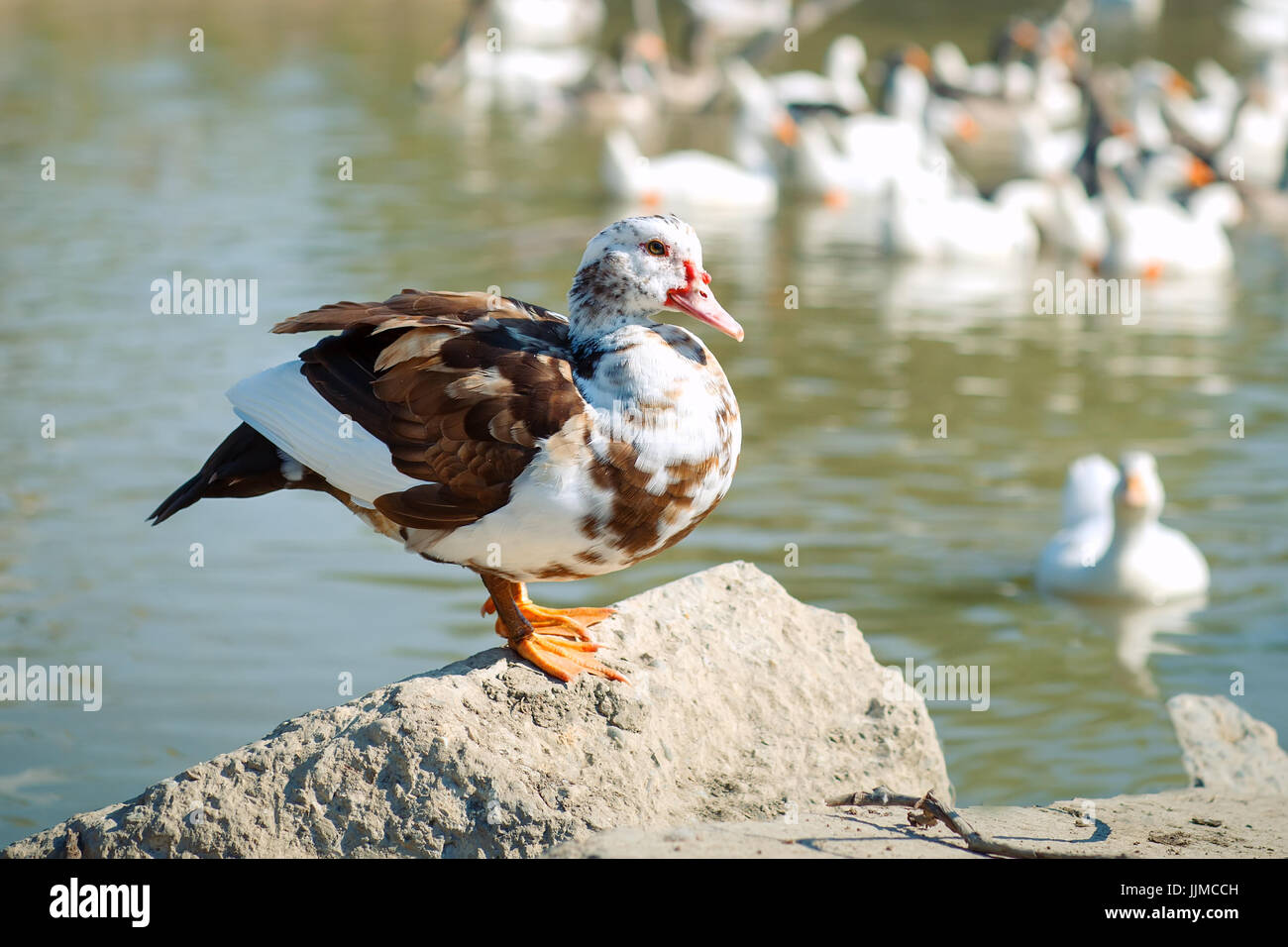 A group of ducks on a poultry farm Stock Photo - Alamy