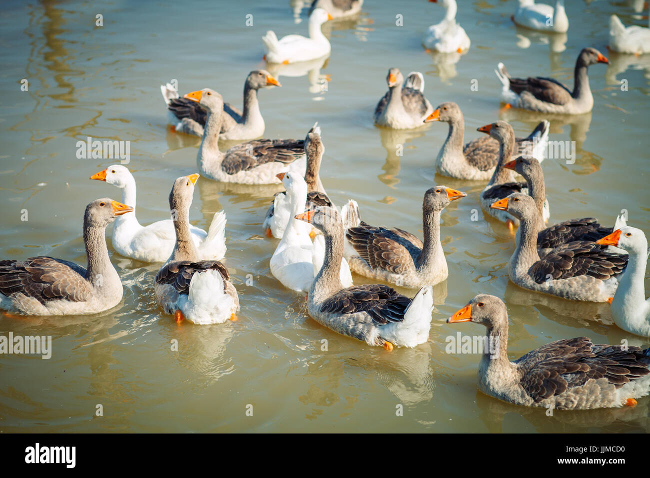 A group of geese on the poultry farm Stock Photo - Alamy